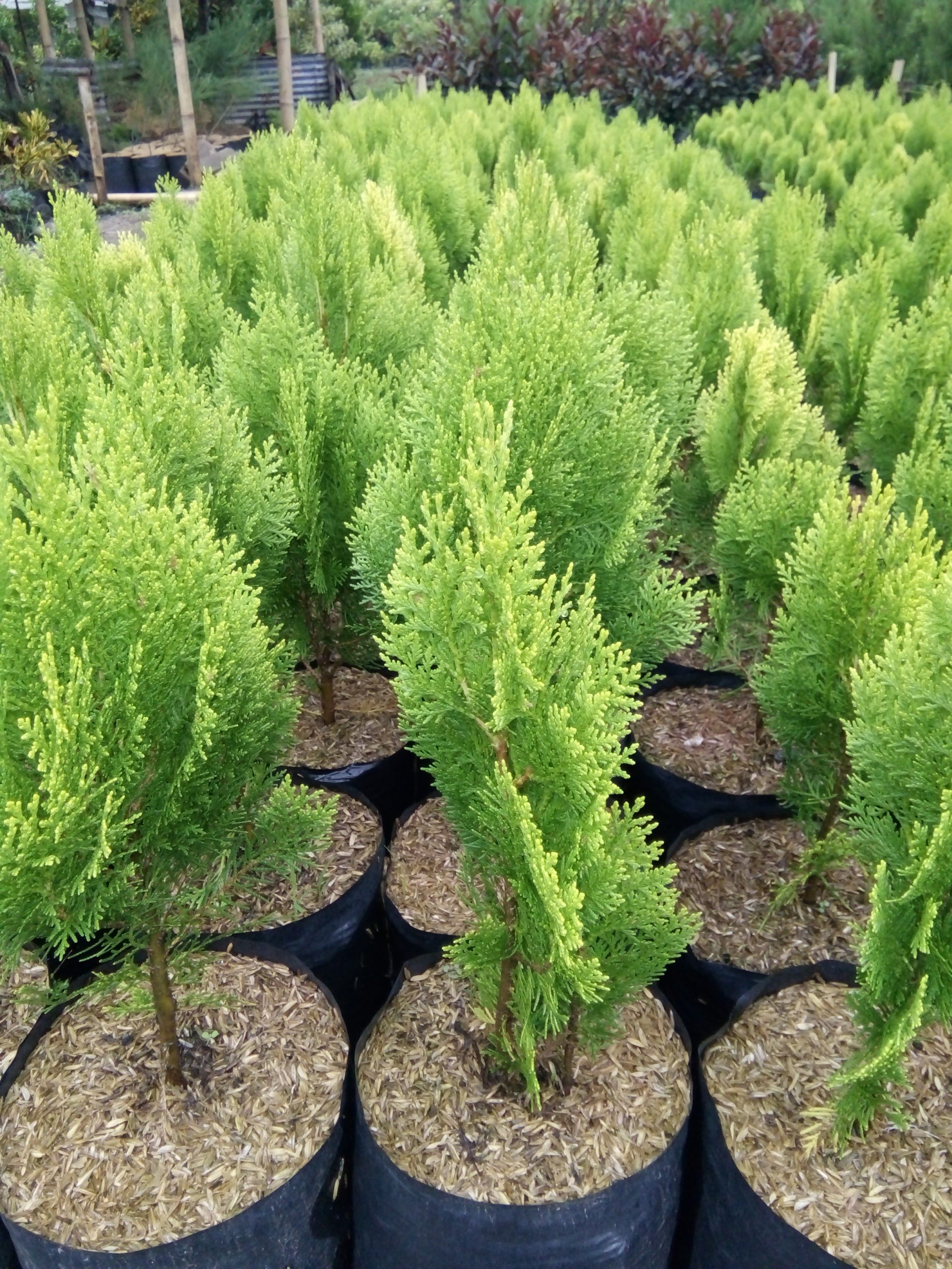 Jual Bibit Cemara Kipas Unggul Murah | Bibit Tanaman Unggul