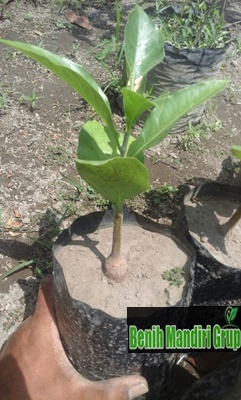 Jual Bibit Baobab Berkualitas Unggul Paling Murah