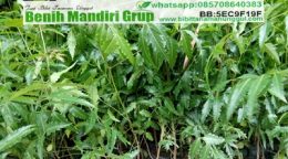 Jual Bibit Mimba Unggul Jawa Timur Harga Bersahabat