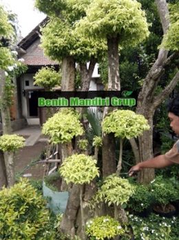 Jual Pohon Anting Putri Unggul Super | Bibit Tanaman Unggul