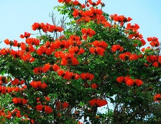 Jual Bibit Sepatu Dea Unik Dan Cantik Berkualitas Unggul