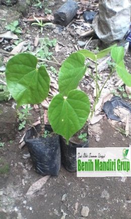 Jual Bibit Tanaman Brutowali | Bibit Tanaman Unggul