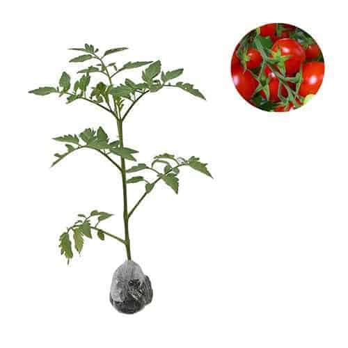 10 Bibit yang Bisa Kamu Coba Tanam di Rumah | Bibit Tanaman Unggul